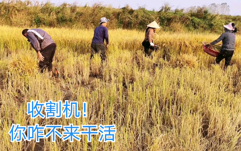 收割机的年代,人类还在用镰刀割水稻,看在大闸蟹的份上原谅了