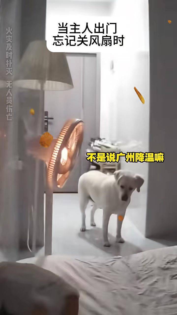 "护航全运全民消防"系列科普五:安全用电。人走断电,狗狗可不会灭火#...