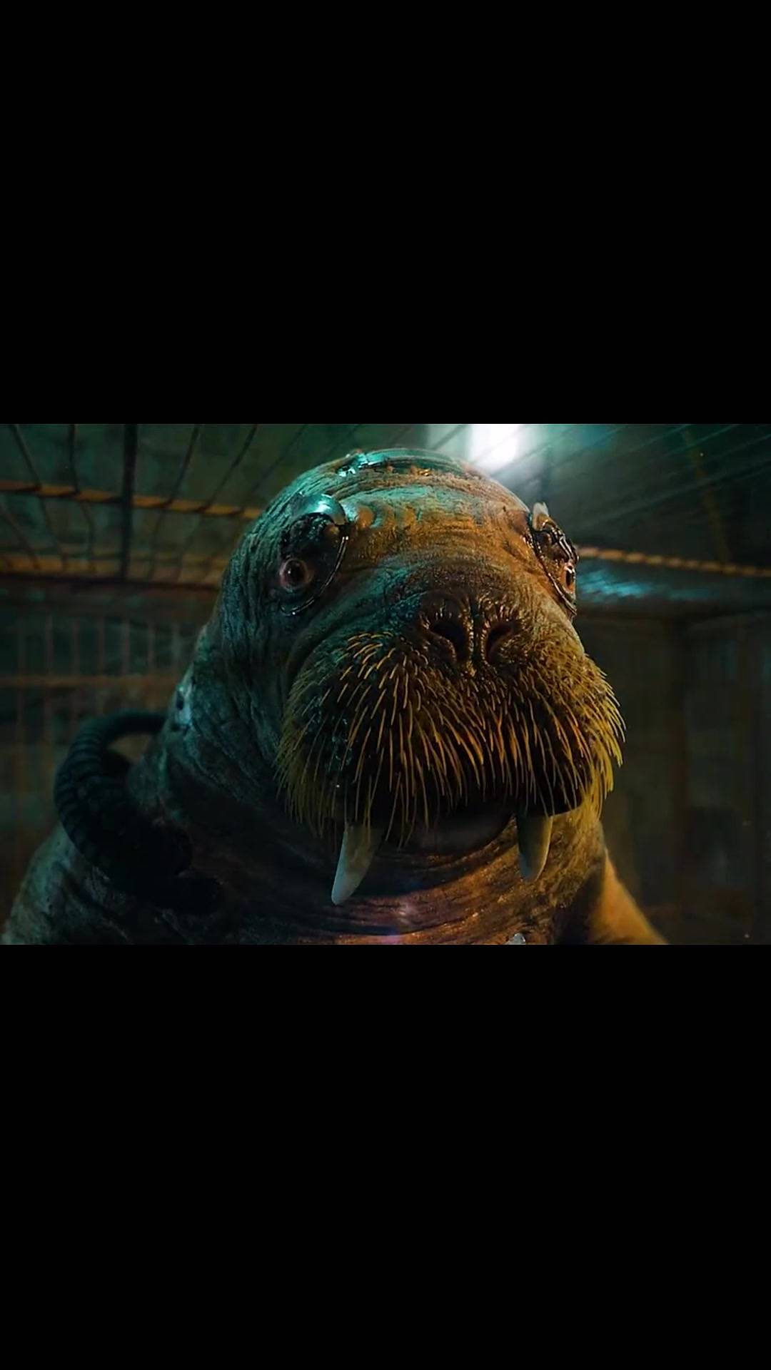 科学家用动物做实验但从未成功,没想到最后竟被浣熊解决