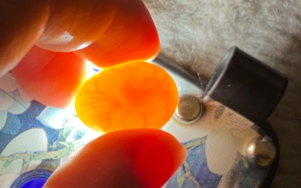 一起来看验蛋成果～现在有四颗受精蛋啦