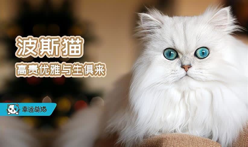 波斯猫,与生俱来的高贵优雅,你喜欢它吗?