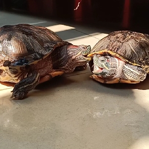 海带的生活记录 