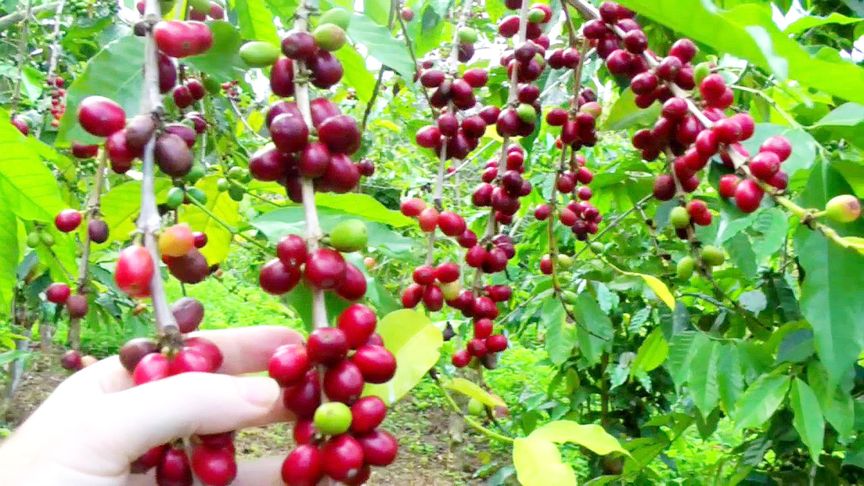 外国小哥带你从摘咖啡豆开始,制作出一杯咖啡!