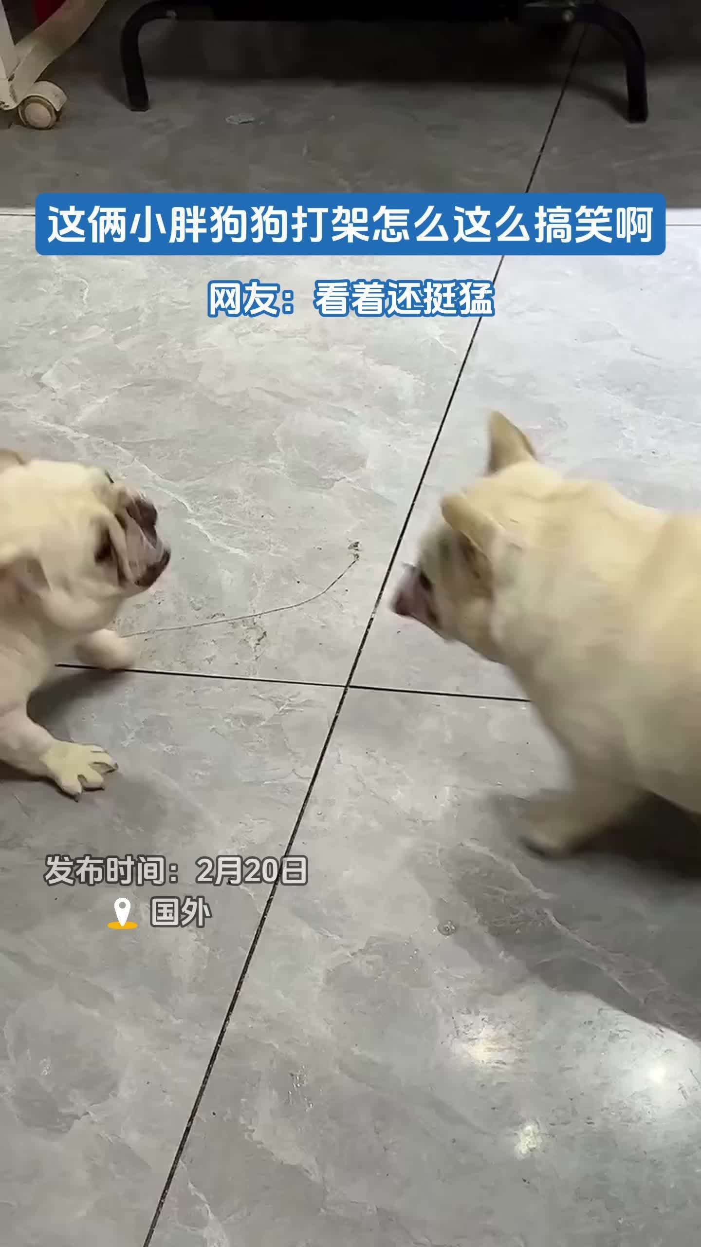 这俩小胖狗狗打架怎么这么搞笑啊