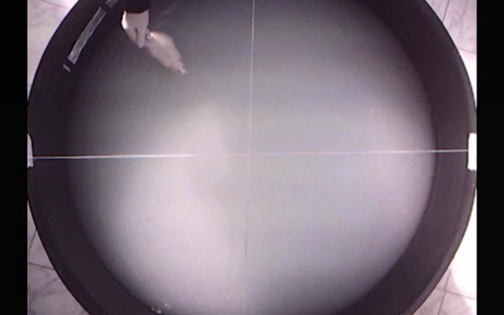 空间记忆 莫里斯 水迷宫实验