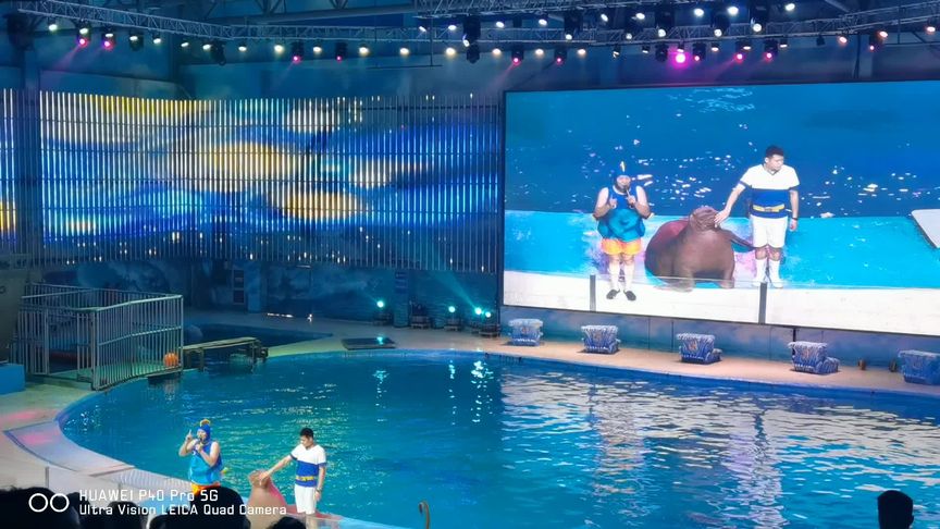 海象表演#宁波#海洋世界 #海底世界 #海洋馆 #海象