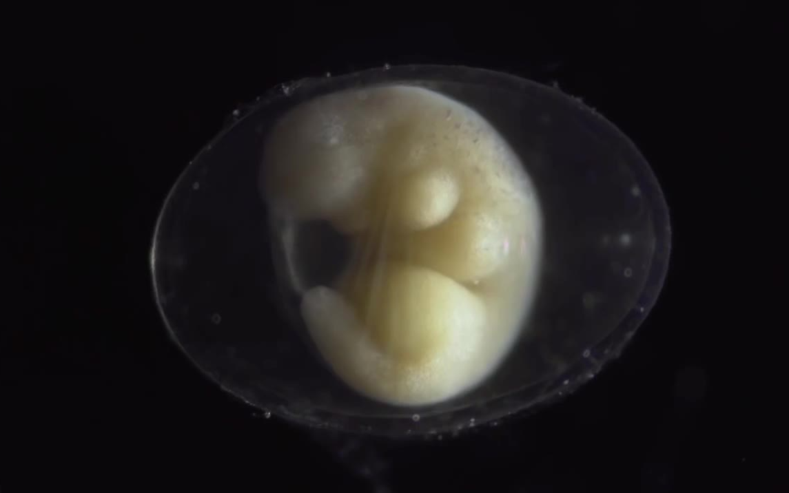 在延时视角看蝾螈从一个细胞开始生长