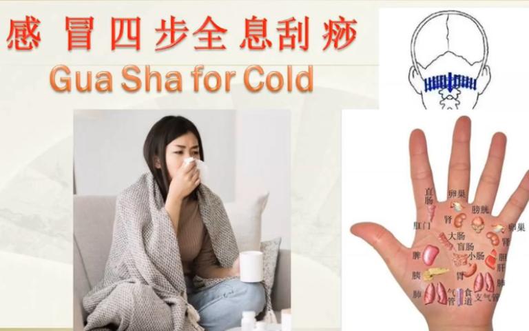 零基础学刮痧4 祛风散寒治感冒,四步全息刮。