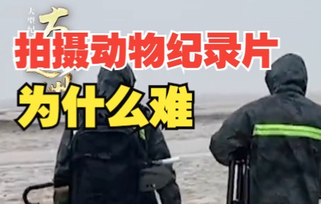 为什么动物纪录片难拍?:难的是拍摄对象无法交流和共鸣