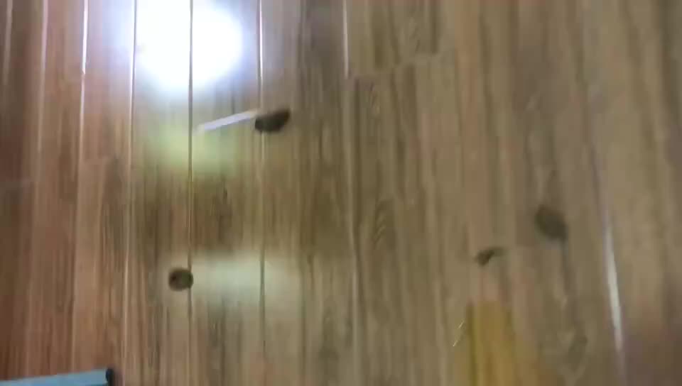 狗狗被动攻击成因真实案例! 狗狗躲到床底下已经处于一个恐惧状态,...