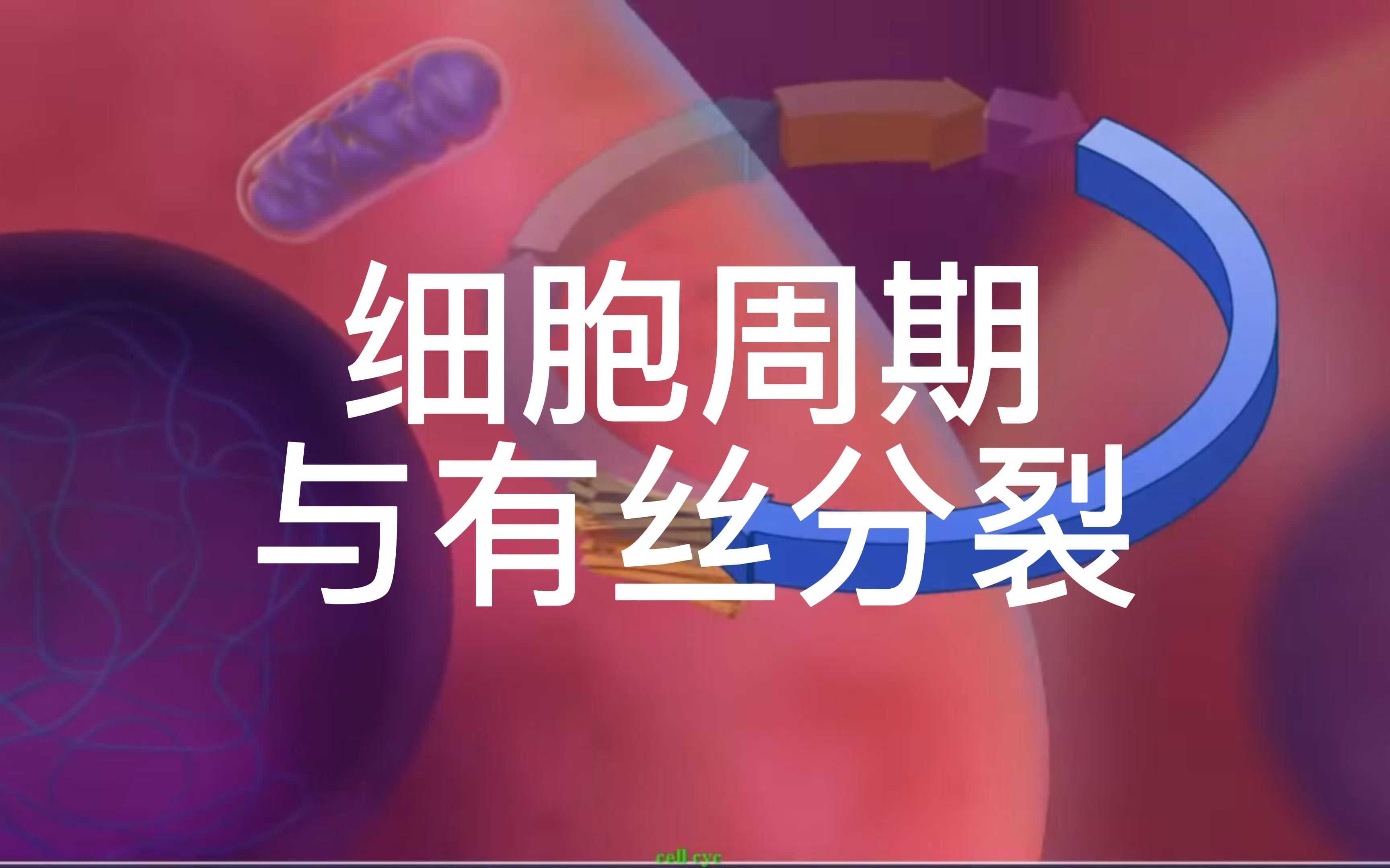 3D动画:细胞周期与有丝分裂