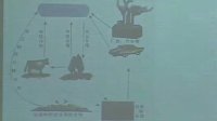 第三节 生态系统(4)生态系统的物质循环