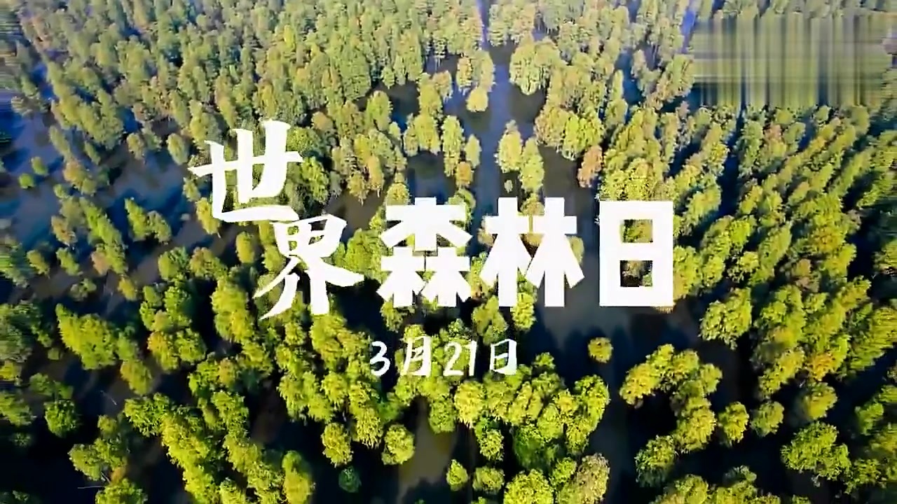 森林,中国的贡献丨大美中国看自然