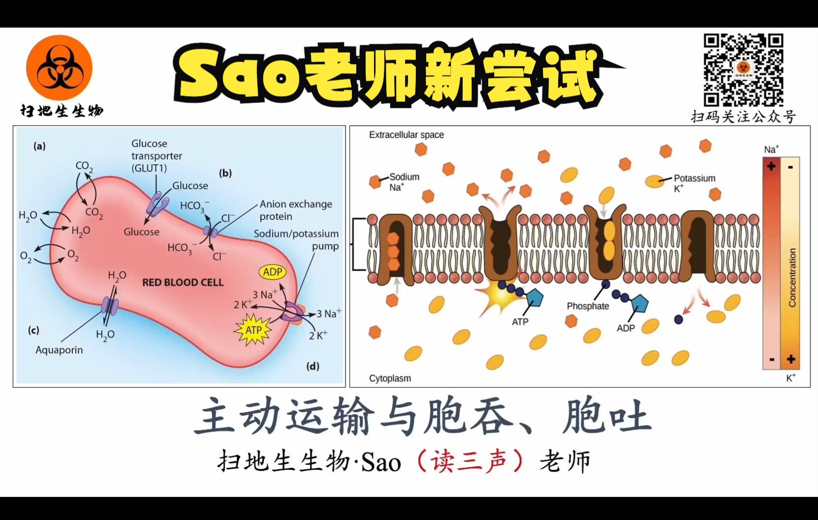 高中生物新教材必修一| 4.2 主动运输与胞吞、胞吐