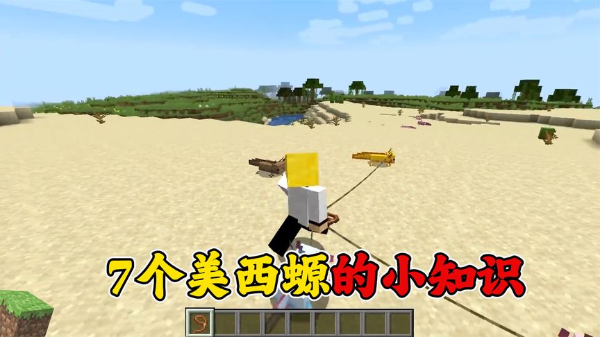 我的世界:7个美西螈的小知识,溺尸见了也得乖乖挨揍