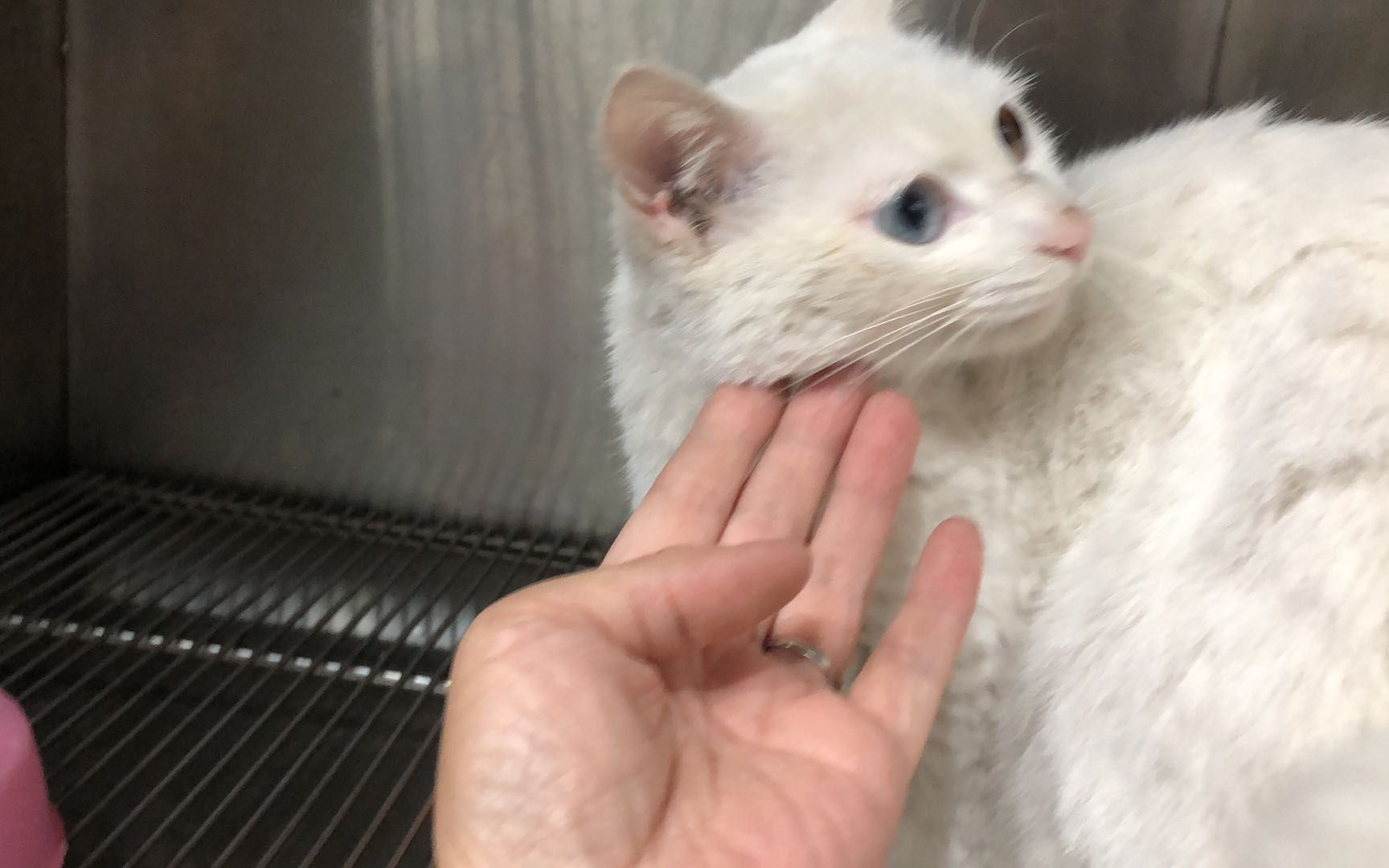 近期救助的住院动物都在恢复中,肠套叠猫咪有了好归宿