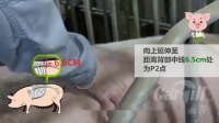 母猪管理:背膘检测的步骤及注意事项!