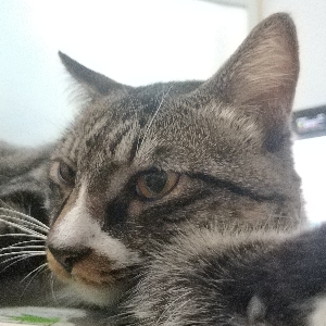疯狂了猫 