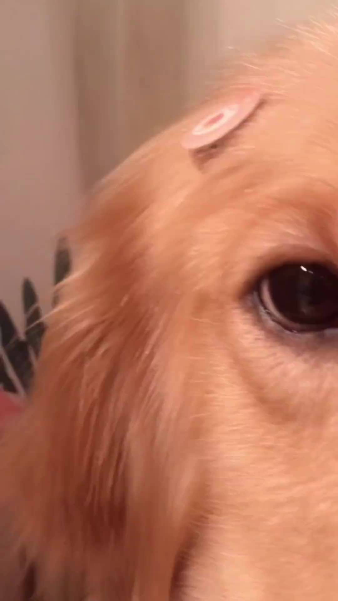 粉丝家的狗狗跳起舞蹈一样迷人,你家狗狗还不来跳吗