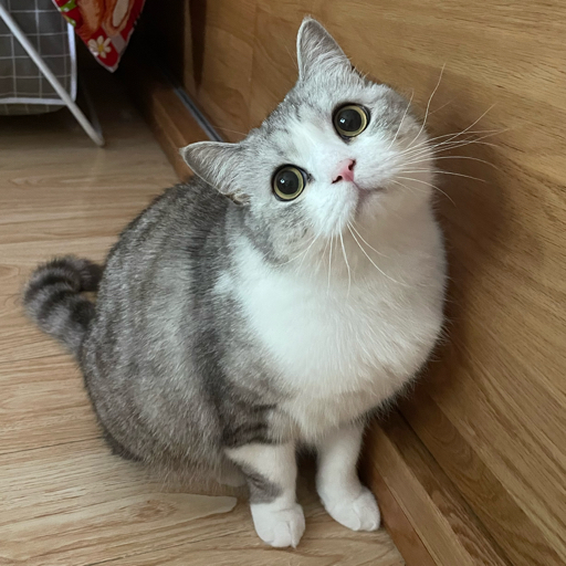 路套君 
