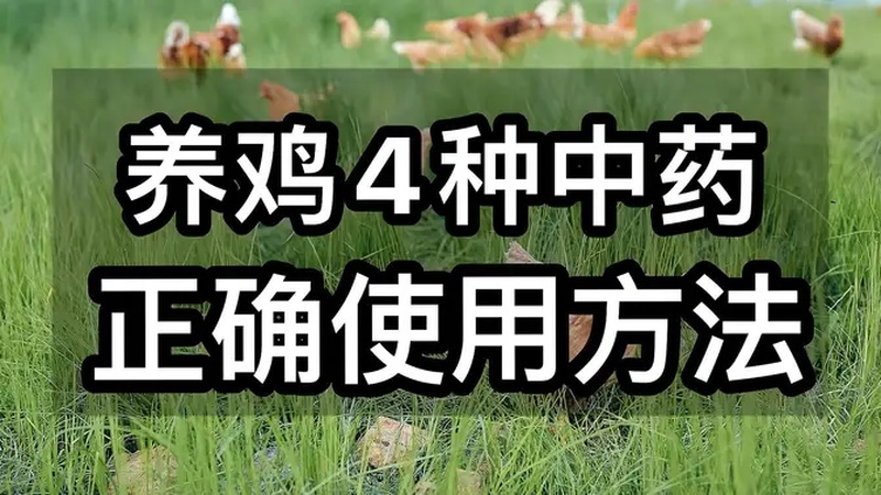不管养什么鸡,这4种中药,正确使用方法