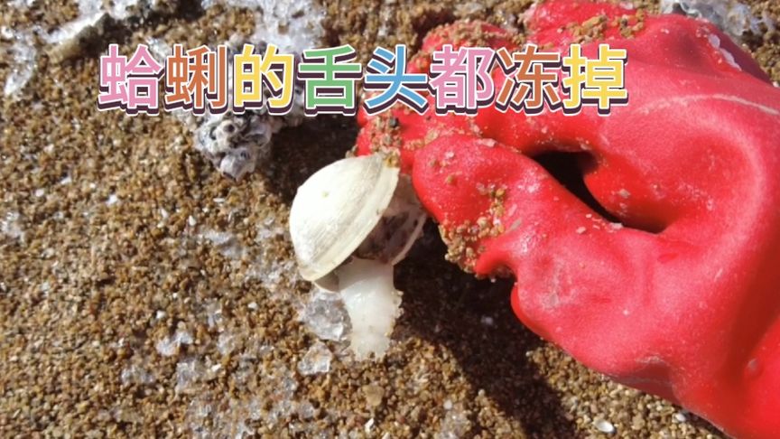 沙滩上有捡不完的皮皮虾和蛤蜊,都被冻硬了。