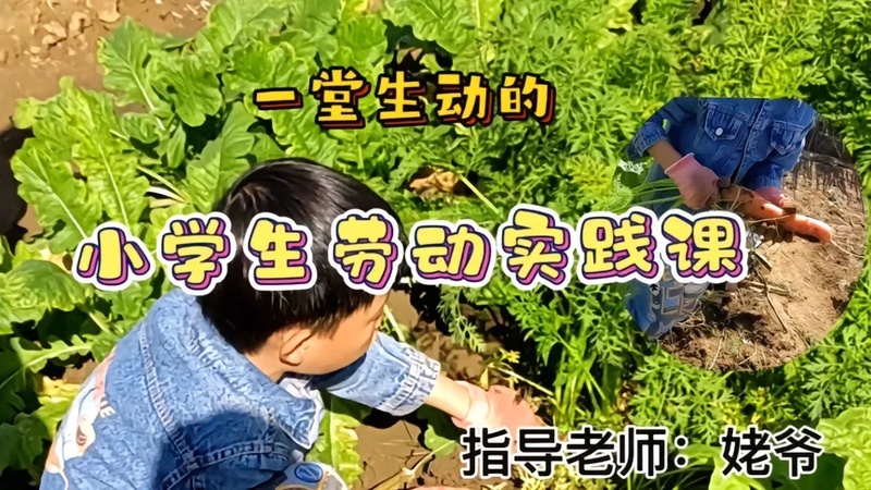 小学生冬冬的劳动实践课_拔萝卜