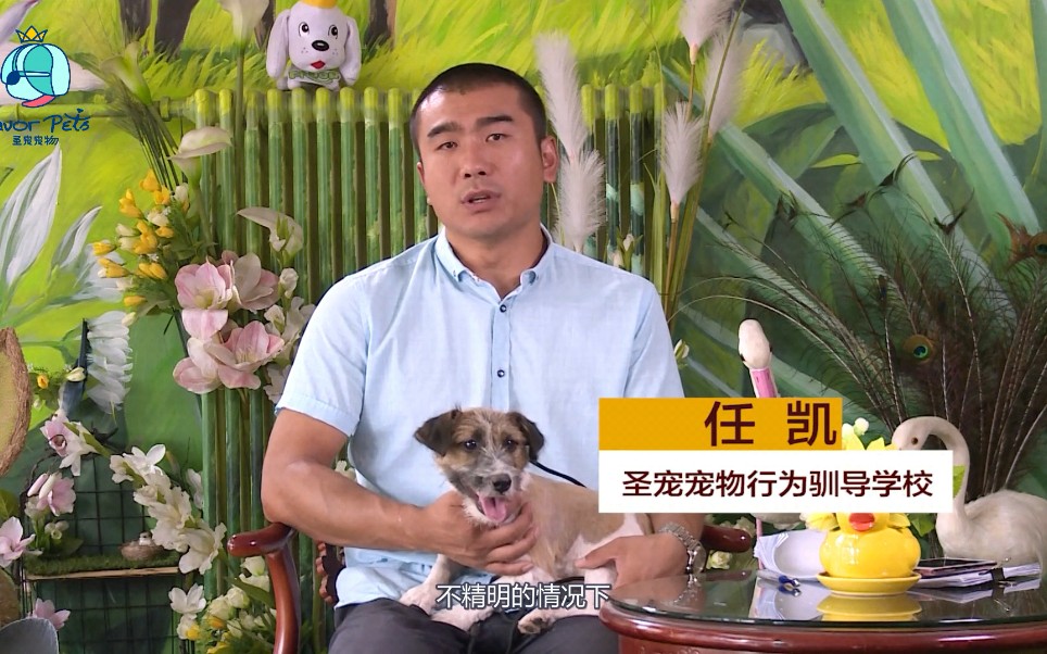 哪家训犬师培训学校比较靠谱?更专业的驯导在圣宠