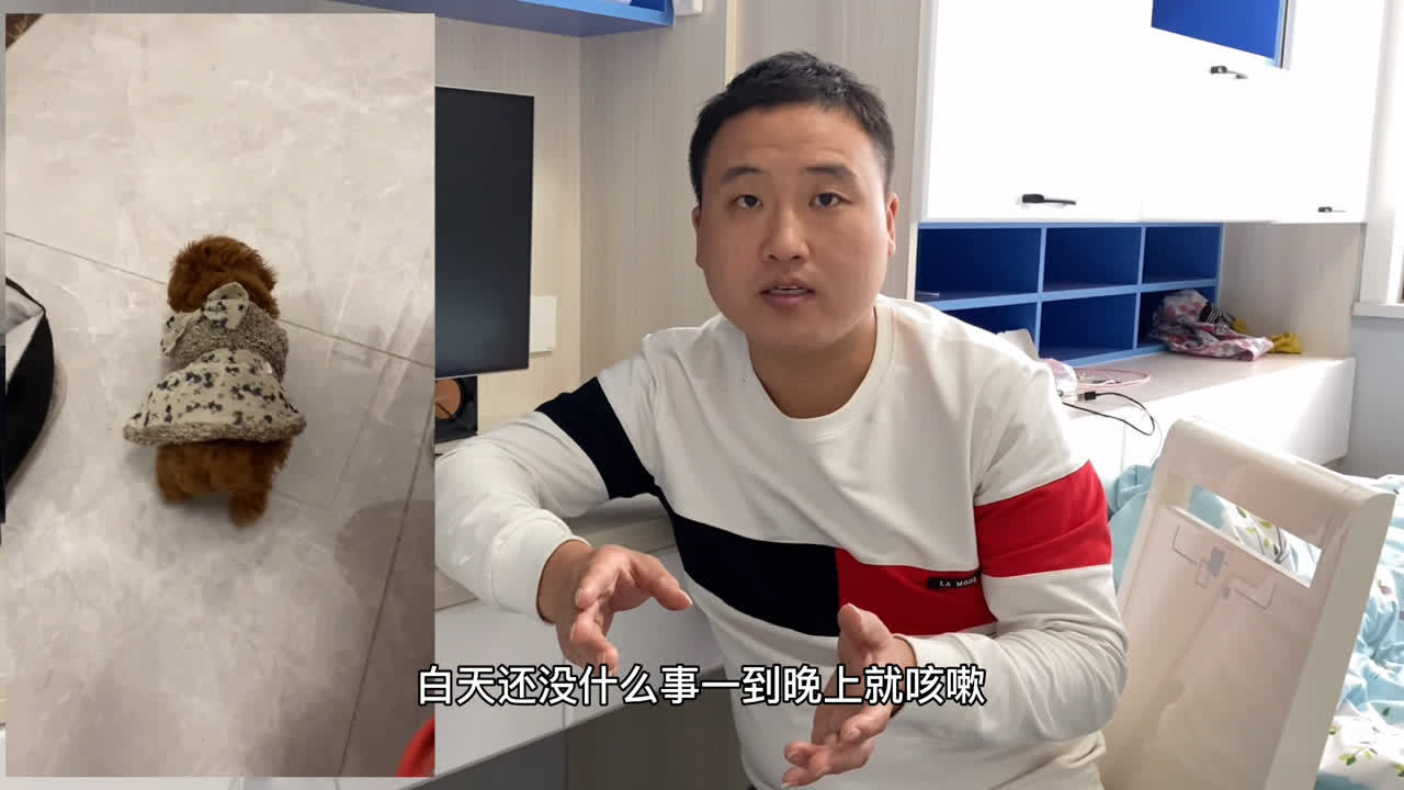 宠物店买个泰迪回家就感冒了,小狗太不好养了不经折腾