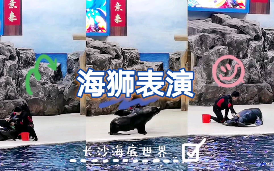长沙海底世界丨海狮表演(1)