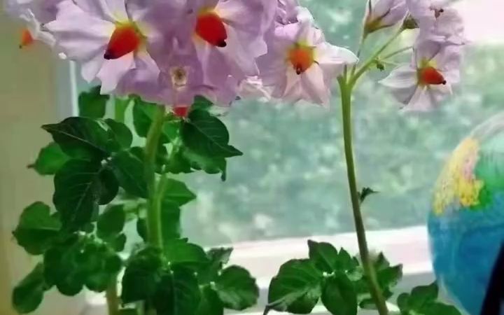 厨余垃圾?惊艳绿植!别再扔啦!