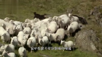 猖獗的山羊想要搬弄牧羊犬的巨子,小狗淡定打坐,气的羊以角撞墙