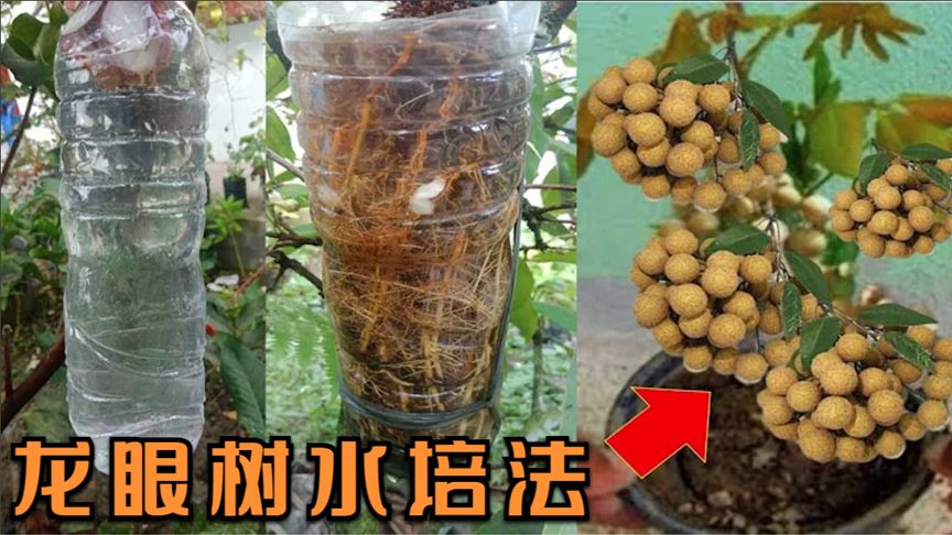 龙眼树也可以使用水培法,只要水中加入一点它,就能快速生根