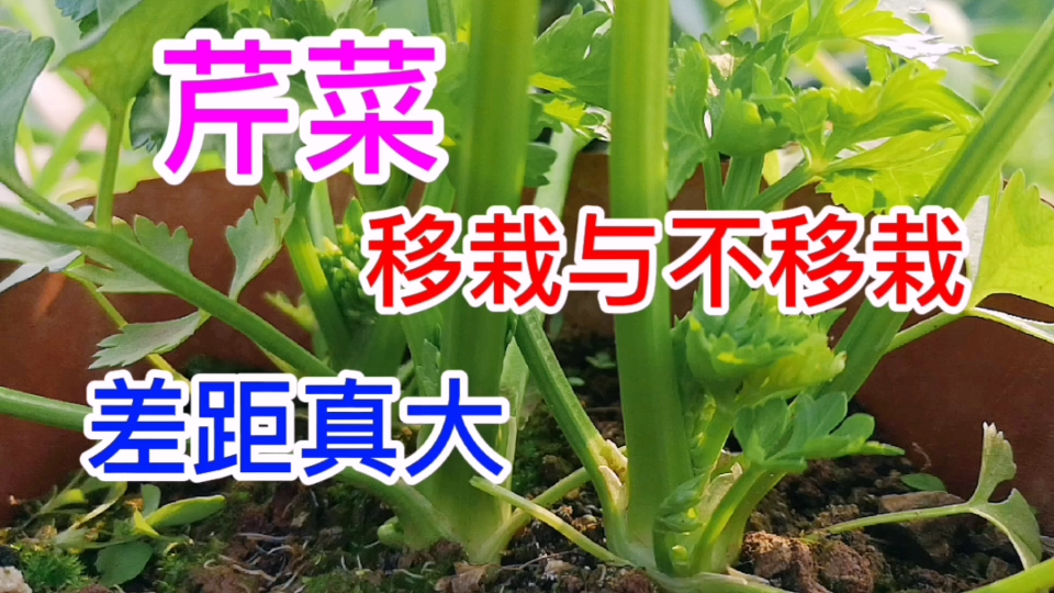 种芹菜,直接播种和育苗移栽,差距在哪?分享我的经验