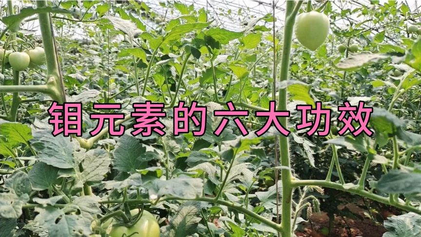 钼元素的六大功效,您知道几个?