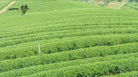 茶叶要怎么区分?红茶和黑茶有什么区别?今天算是明白了