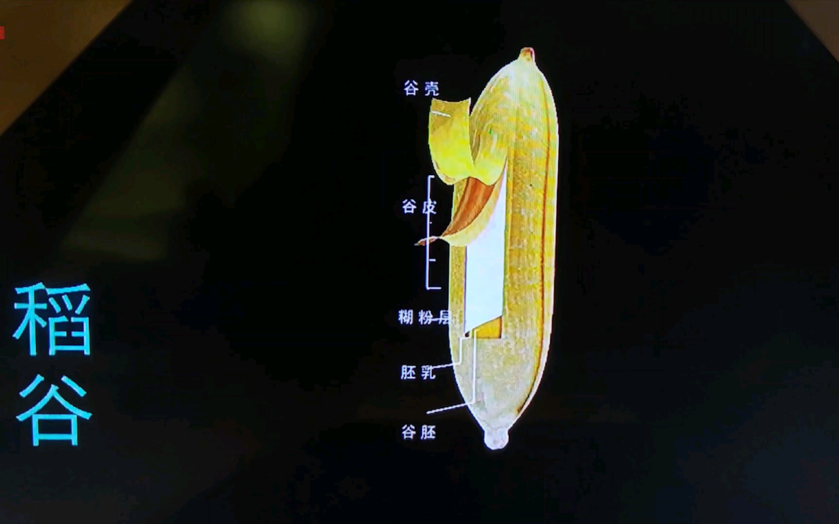 从稻苗,稻穗到稻米的过程,袁隆平科学园里的动画展示