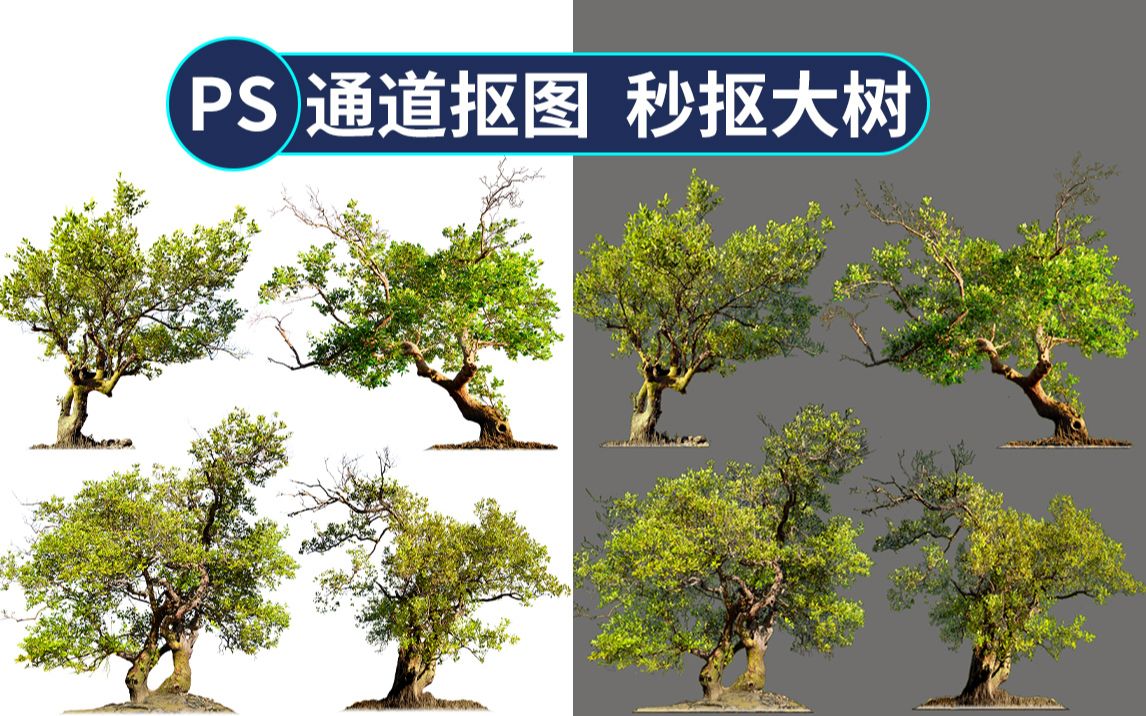 PS抠图 大树抠图 通道抠图 每集都有超实用的知识点