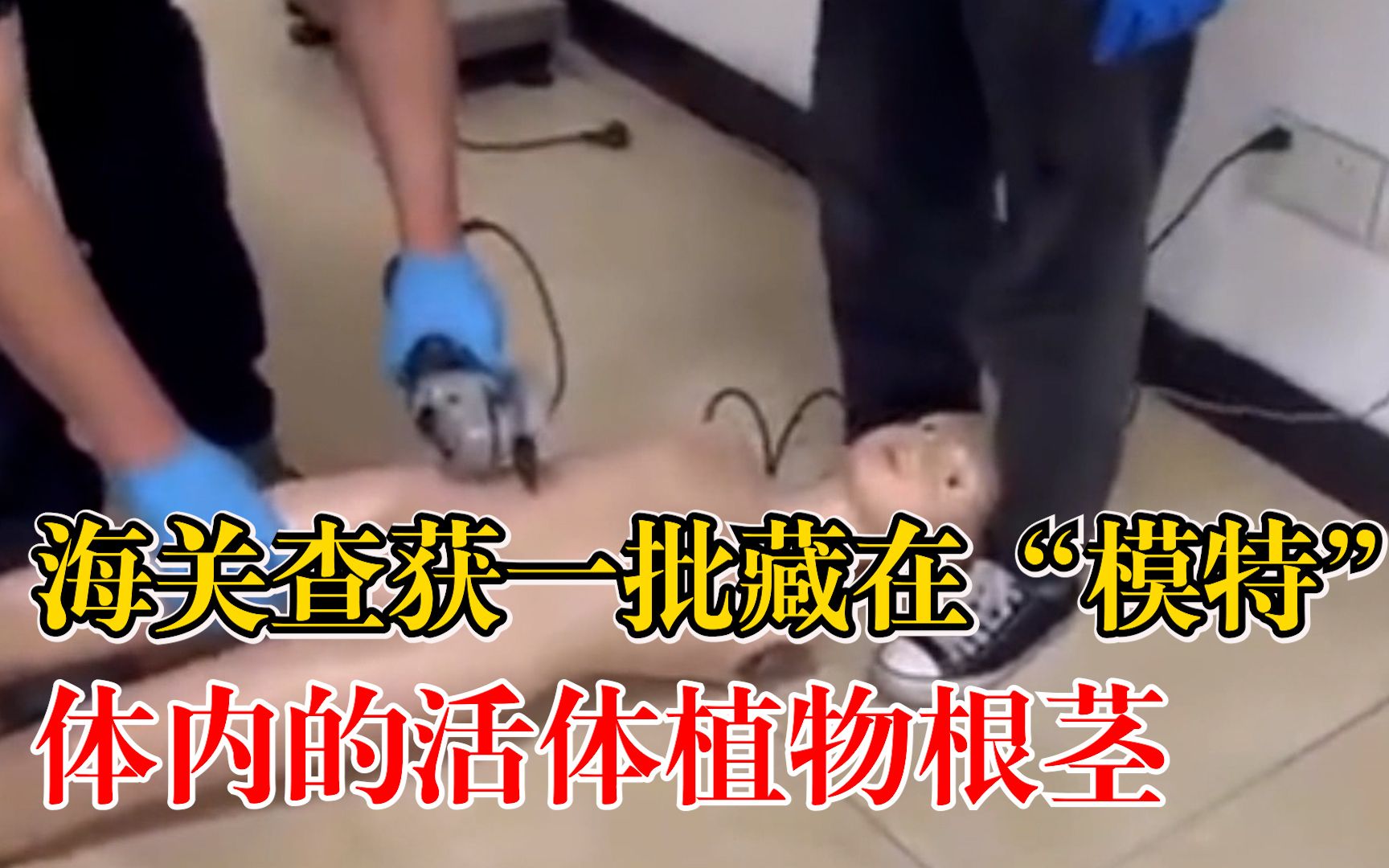 海关在人体模型中查获植物根茎:共6.42千克,植株具有活力