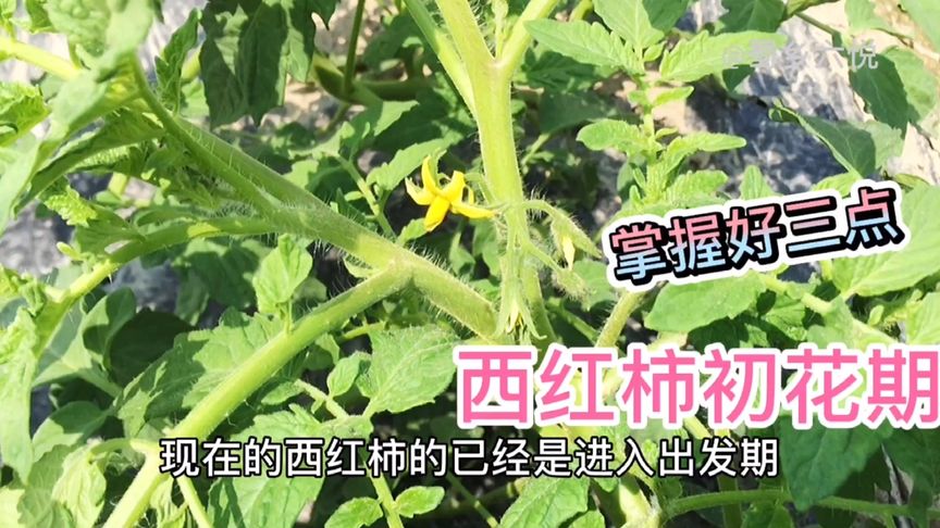 西红柿开花初期的重要管理,只要做好3步,一棵就可收获几十个