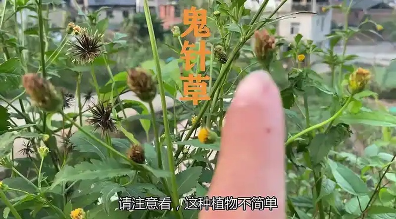 鬼针草,认识它的人越来越少,对人们帮助真不少