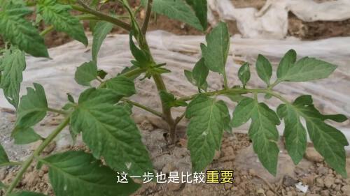 种植西红柿需要卧倒吗?好多人都做错了,这个视频告诉你