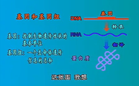 人类基因组计划陈竺(2001-07-23)
