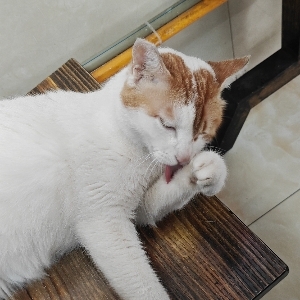 一只陈皮橘猫 