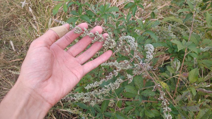 胃痛、消化不良?农村植物”黄荆树“,认识一下种子的好处