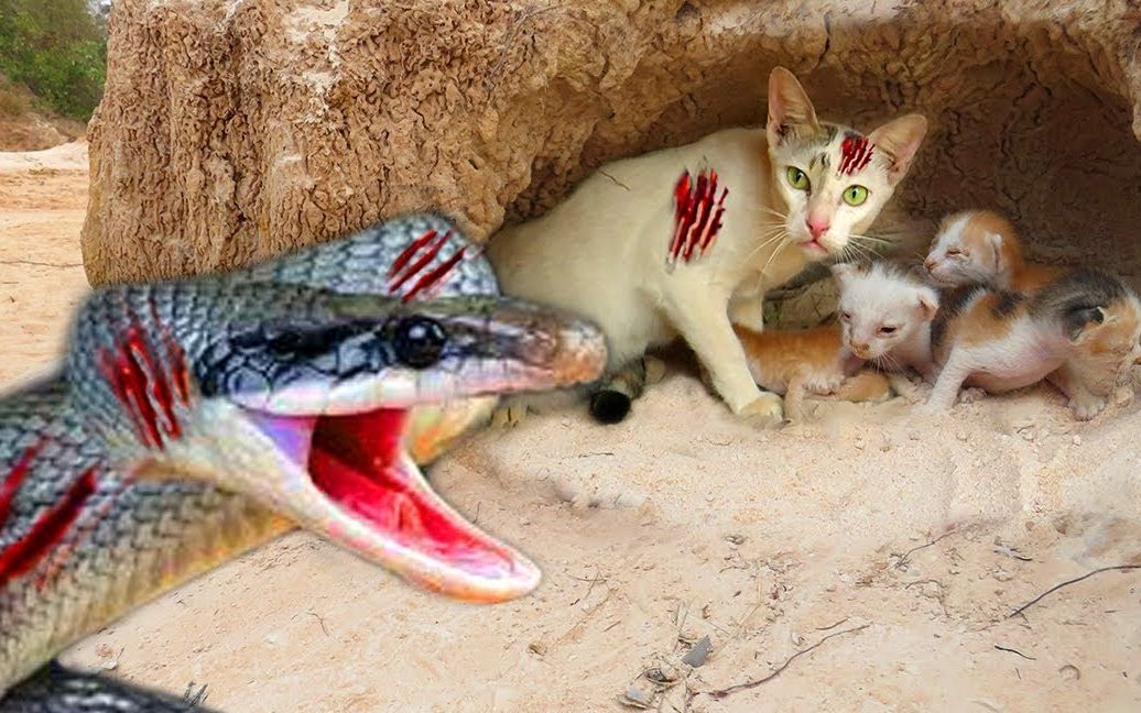 聪明的猫妈妈为救小猫咪,大战巨蟒!