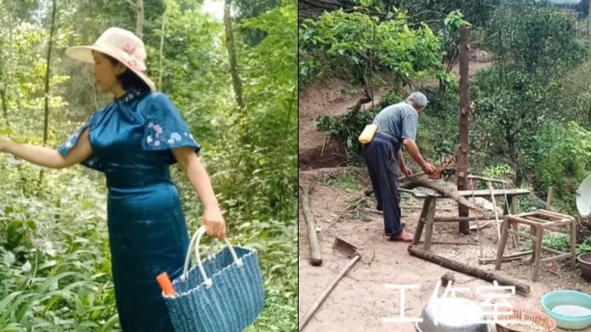 大山深处物产丰富,70后美女采各种本草做茶,你知道桑叶的功效吗