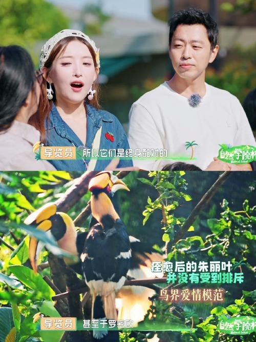 雌鸟患了CA,雄鸟不离不弃,鸟类太靠谱了