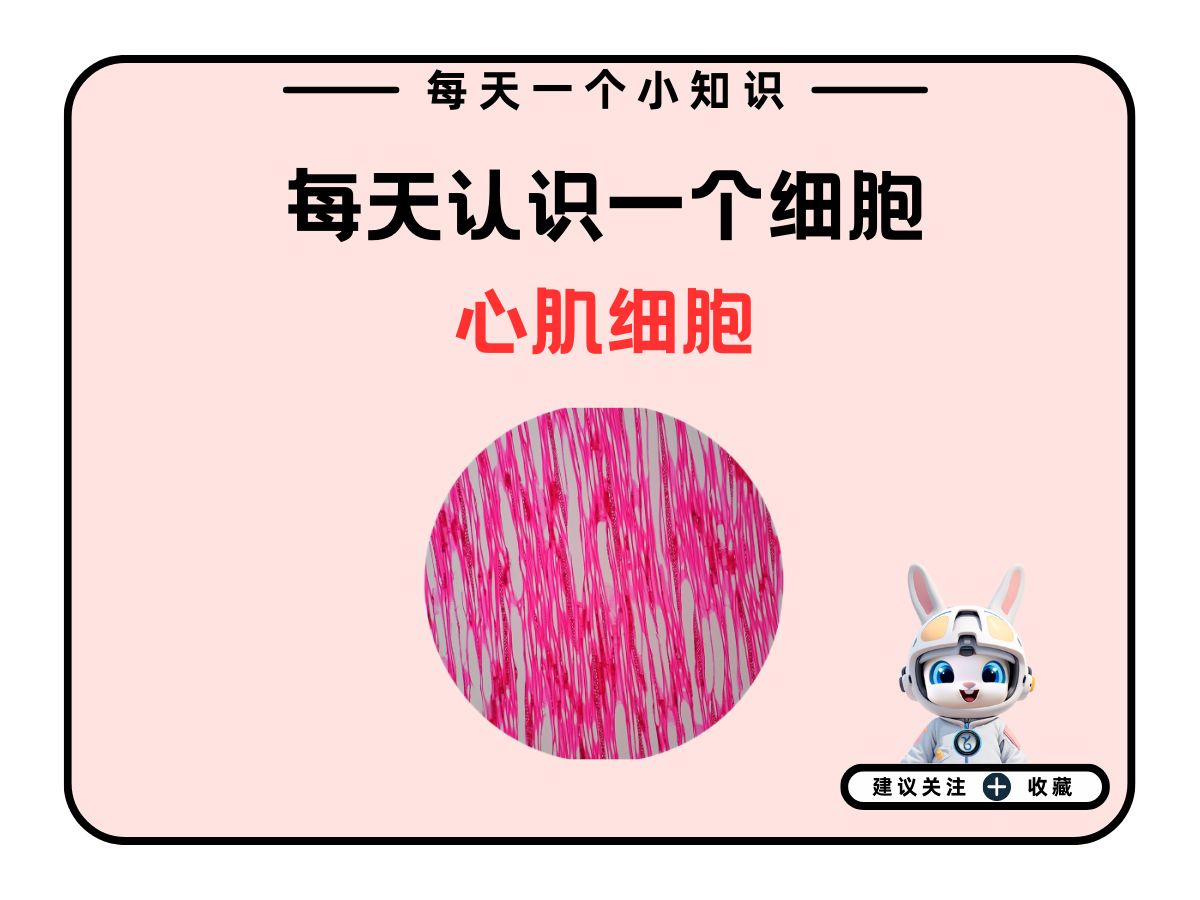 每天认识一个细胞——心肌细胞