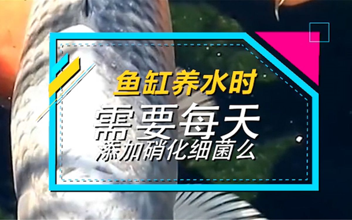水族小知识,鱼缸养水时,需要每天添加硝化细菌么?